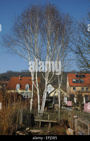 Erman's birch trees Stock Photo - Alamy