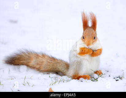A closeup shot of a fluffy gray squirrel eating a peanut in a park in ...