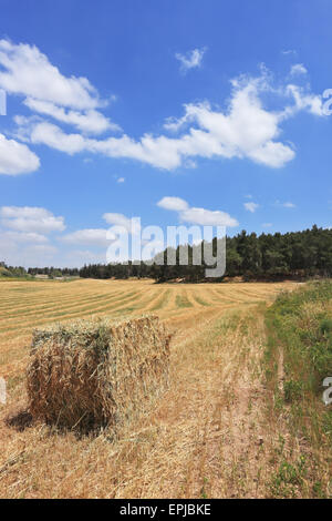 The rural idyll. Wheat field and a stack of wheat at the edge of the ...