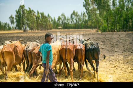 A young African herd boy walking with his cattle and brandishing a long ...
