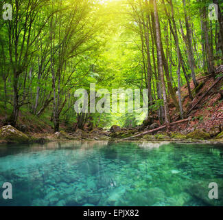 Water stream at deep of tropical forest Stock Photo - Alamy