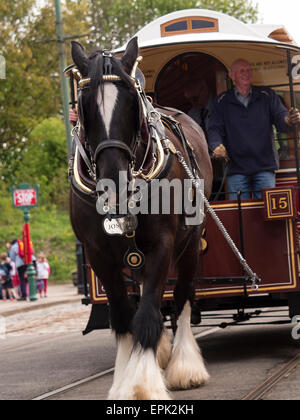 A vintage horse-drawn tram being pulled by 'Joseph' at the National ...