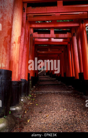 Tori gates in the forest; Kyoto, Japan Stock Photo - Alamy