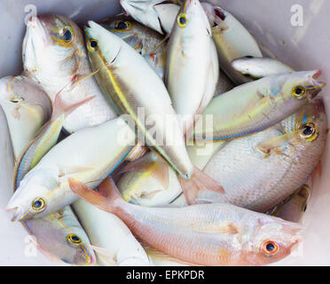 Spotted rose snapper (Lutjanus guttatus) is a marine fish native to ...