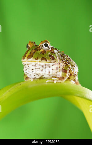 Pacman Frog is South American horned frogs, from genus Ceratophrys ...