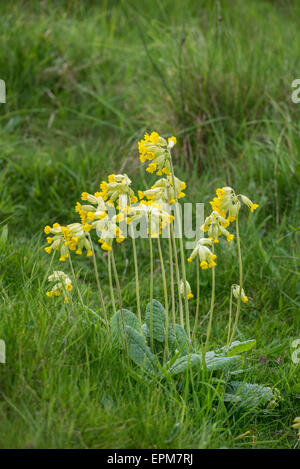 Cowslip Primula veris on chalk downland, Hampshire, England, UK, May ...
