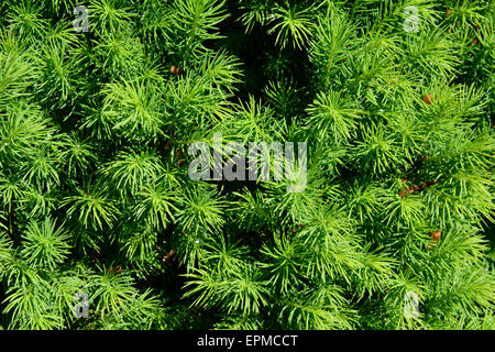 Green bush background Stock Photo - Alamy