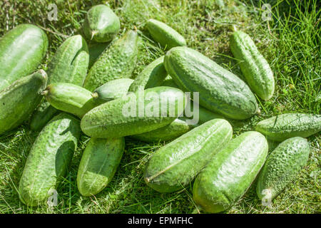 A lot of green cucumber, on a grass field Stock Photo - Alamy