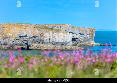 Stackpole Estate, Pembrokeshire, Wales, UK Stock Photo - Alamy
