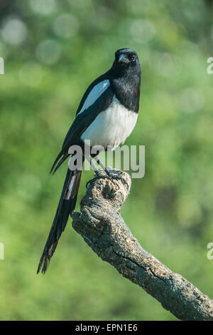 Magpie; Pica pica; Norway Stock Photo - Alamy