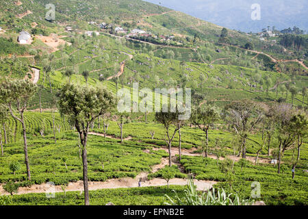 View over tea estate plantation, Haputale, Badulla District, Uva ...