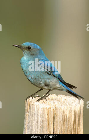 Mountain Bluebird (Sialia currucoides) Aves Stock Photo - Alamy