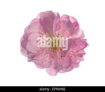 almond tree white flower on female hand in the garden Stock Photo - Alamy