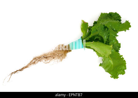 Hydroponic Vegetable salad Stock Photo - Alamy
