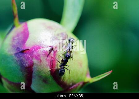 Black Carpenter Ants (Camponotus pennsylvanicus) tend Giant Bark Aphids ...