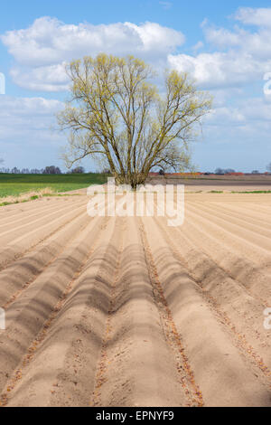 Large brown field with numerous straight rows Stock Photo - Alamy