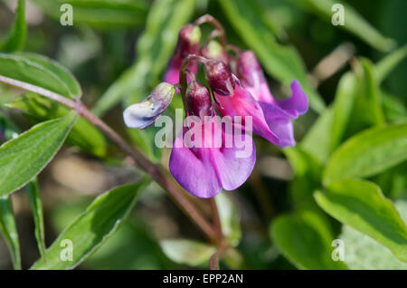 Spring Pea (Lathyrus vernus) flowering, growing in woodland, Vercors ...