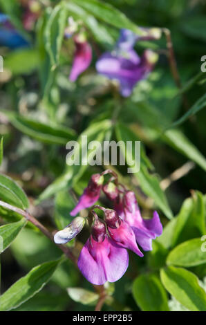 Spring Pea (Lathyrus vernus) flowering, growing in woodland, Vercors ...