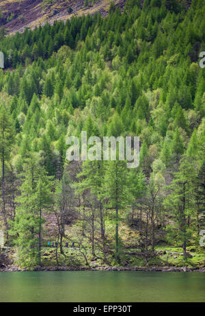 Walkers, Burtness woods, Buttermere, Cumbria Stock Photo - Alamy
