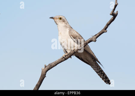 Pallid Cuckoo (Cacomantis pallidus), Australia Stock Photo - Alamy
