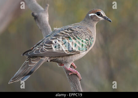 Common Bronzewing (Phaps chalcoptera), Aves, Western Australia, AU ...