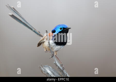 Variegated Fairywren (Malurus lamberti Stock Photo - Alamy