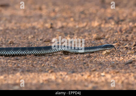 Venomous snake Pseudonaja affinis or dugite seen in Perth Zoo, Western ...