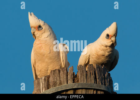 A pair of Little Corella (Cacatua sanguinea) perched on a tree in ...