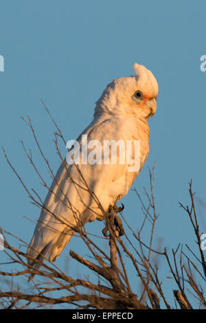 Western corella (Cacatua pastinator pastinator Stock Photo - Alamy