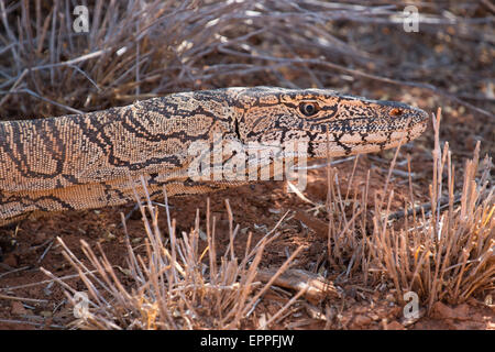 Perentie (Varanus giganteus) monitor lizard with delicate juvenile ...