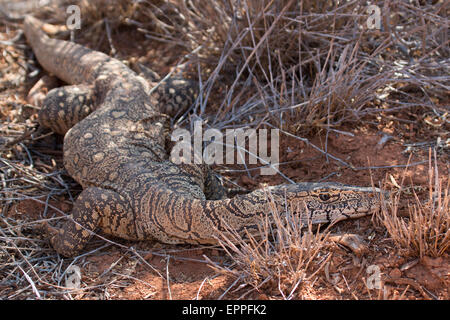 Perentie (Varanus giganteus) monitor lizard with delicate juvenile ...