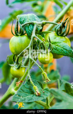 Burpee Ace 55 Heirloom Tomato Plants with immature fruit and blossoms ...