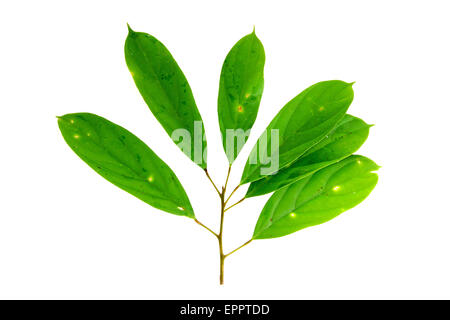 Achariaceae Ryparosa acuminata Stock Photo - Alamy