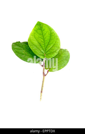 Piper sp Piperaceae Stock Photo - Alamy