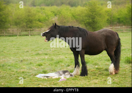 Horse mourning her dead still born foal Stock Photo - Alamy