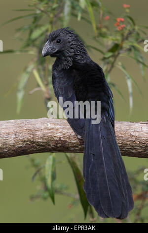 Groove-billed Ani - Crotophaga sulcirostris tropical bird in the cuckoo ...