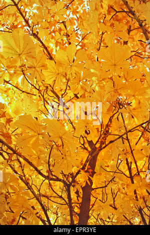 A yellow crone of a maple Stock Photo - Alamy