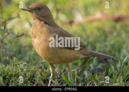 Clay-coloured Robin (Turdus grayi Stock Photo - Alamy