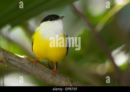 A male White-collared Manakin (Manacus candei) in the tree. Belize ...