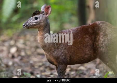 Central American red brocket (Mazama temama), Cabo Blanco Nature ...