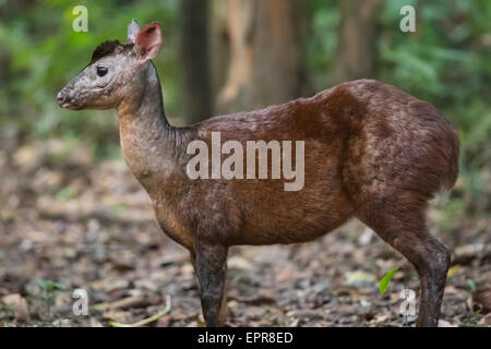 Central American red brocket deer, animal rescue centre, Guanacaste ...
