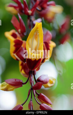 Tropical red and yellow clock vine, Thunbergia mysorensis, growing in ...