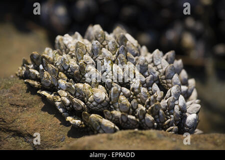 Gooseneck barnacles, Pollicipes polymerus Stock Photo - Alamy