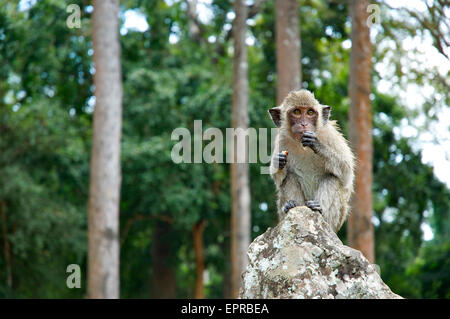 Monkey eating nuts, Angkor Wat, Cambodia Stock Photo - Alamy