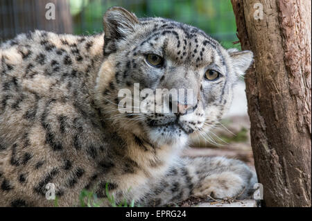 Snow panthers in zoo Stock Photo - Alamy
