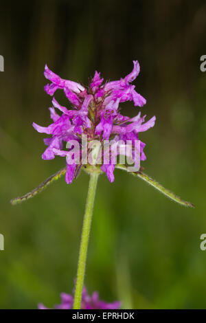 Stachys officinalis Stachys officinalis Stock Photo - Alamy