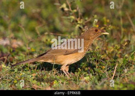 Clay-coloured Robin (Turdus grayi) standing on a lawn Stock Photo - Alamy