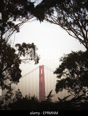 Golden Gate Bridge through the trees at sunrise Stock Photo - Alamy