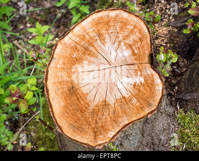 Texture of cut old tree stump with annual rings and cracks. Wooden ...