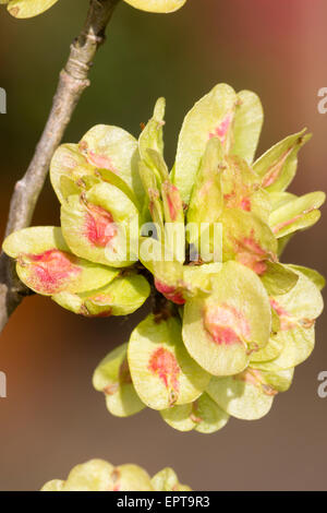 Late April seed pods of the hybrid Huntingdon elm, Ulmus x hollandica ...